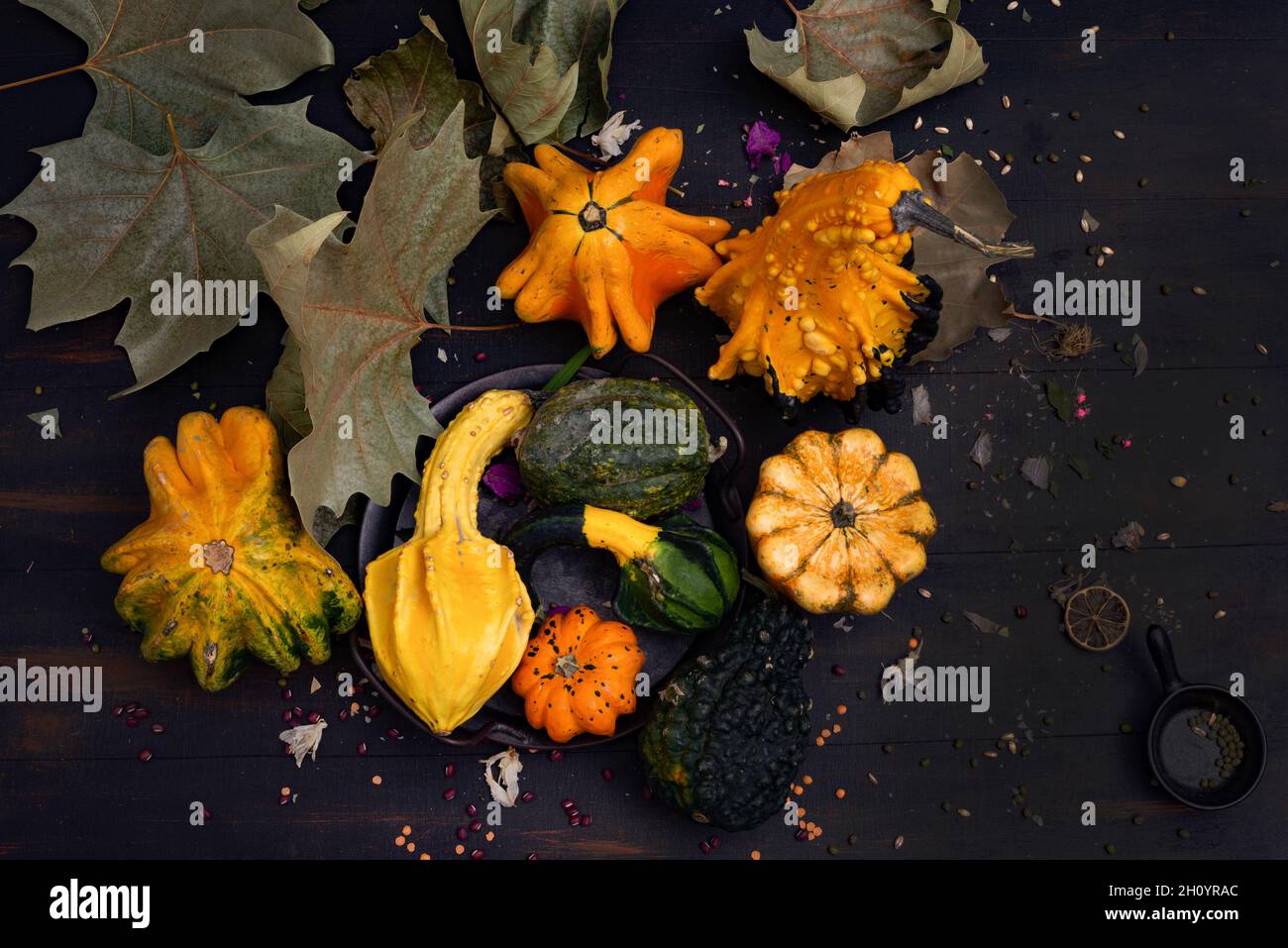 various types of ornamental pumpkins on dark background Stock Photo - Alamy