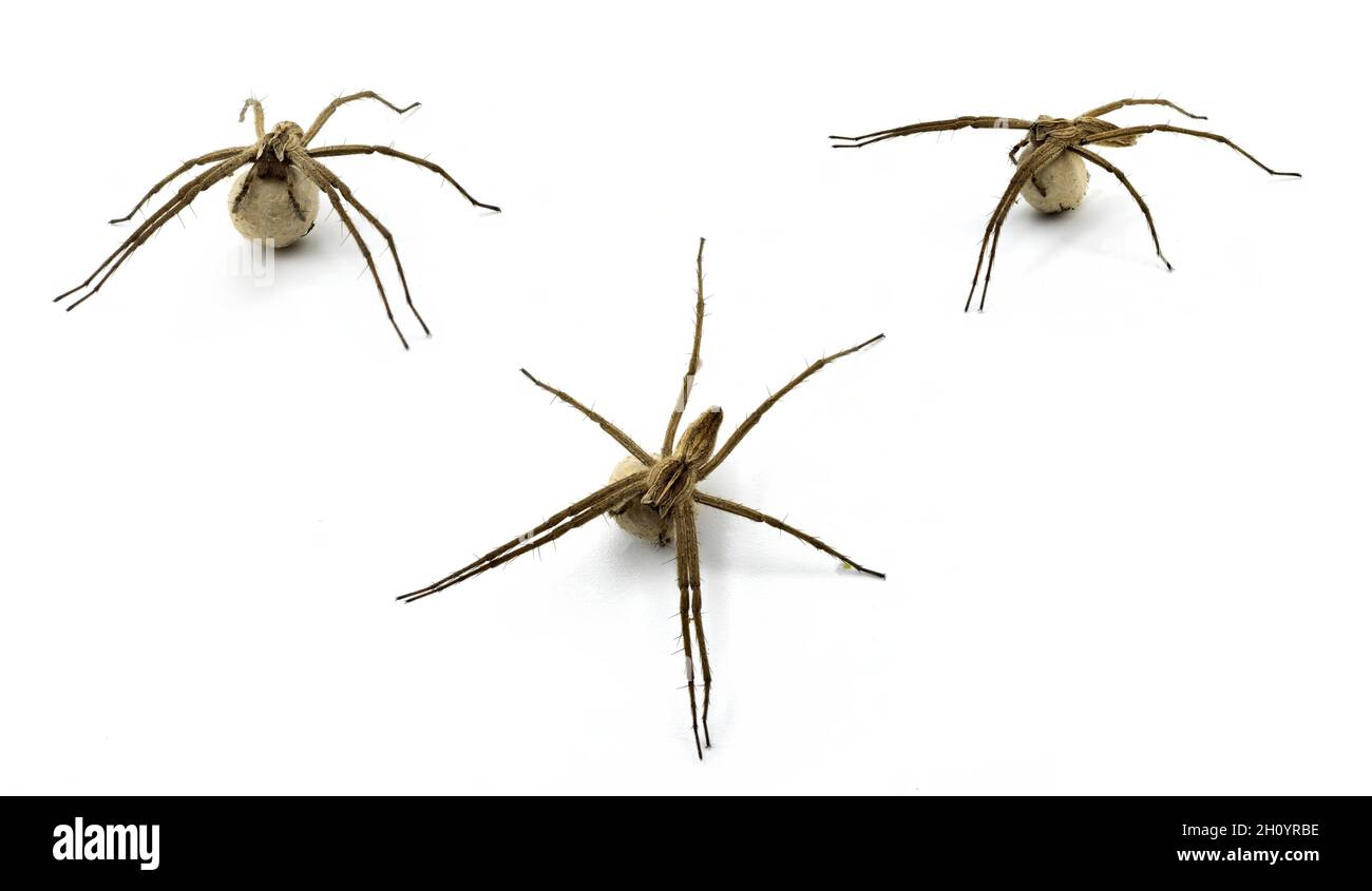 Lycosa tarantula, Wolf spider carrying a silk egg, Iberian Fauna, the ...