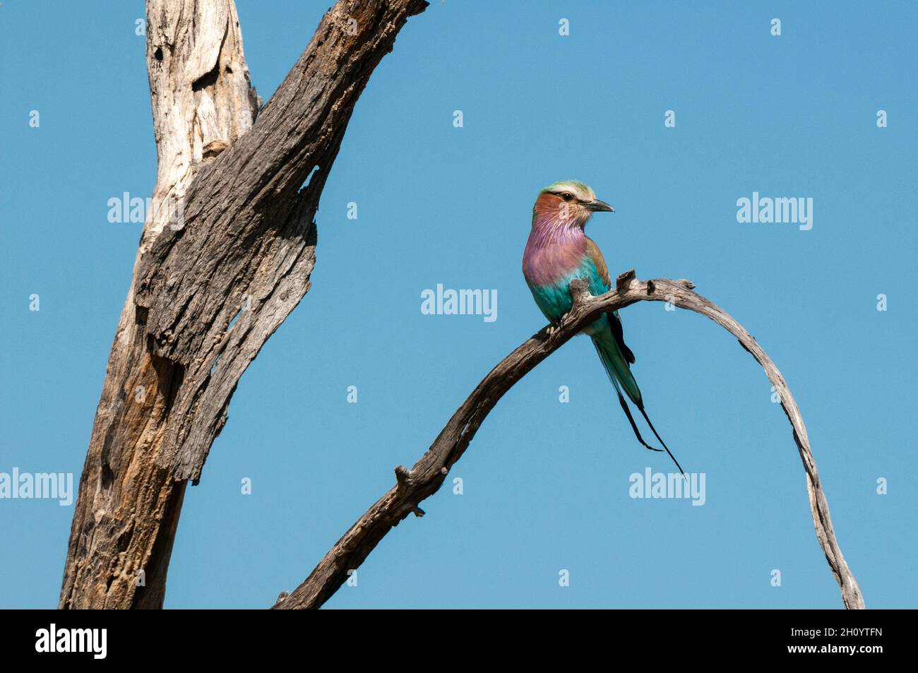 A lilac-breasted roller, Coracias caudata, perched on a tree limb ...
