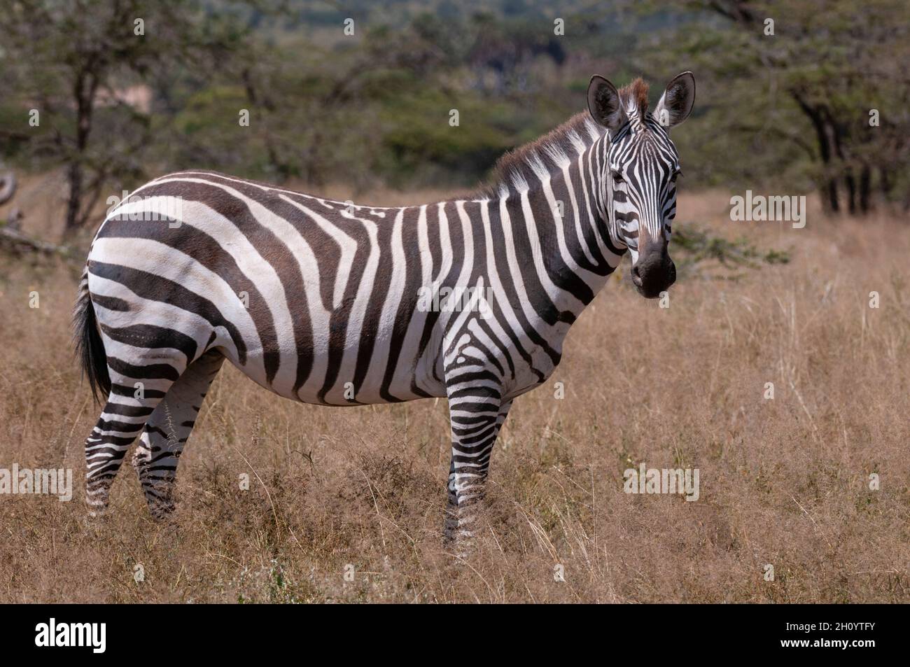 Portrait of a plains or common zebra, Equus quagga. Samburu Game ...