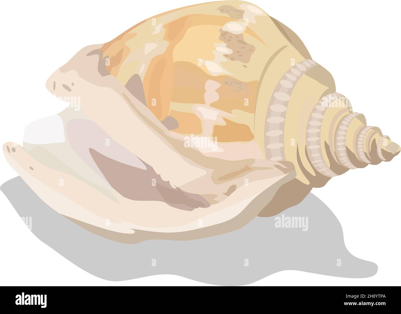 Colorful tropical shell, vector illustration. EPS-10 separated by ...