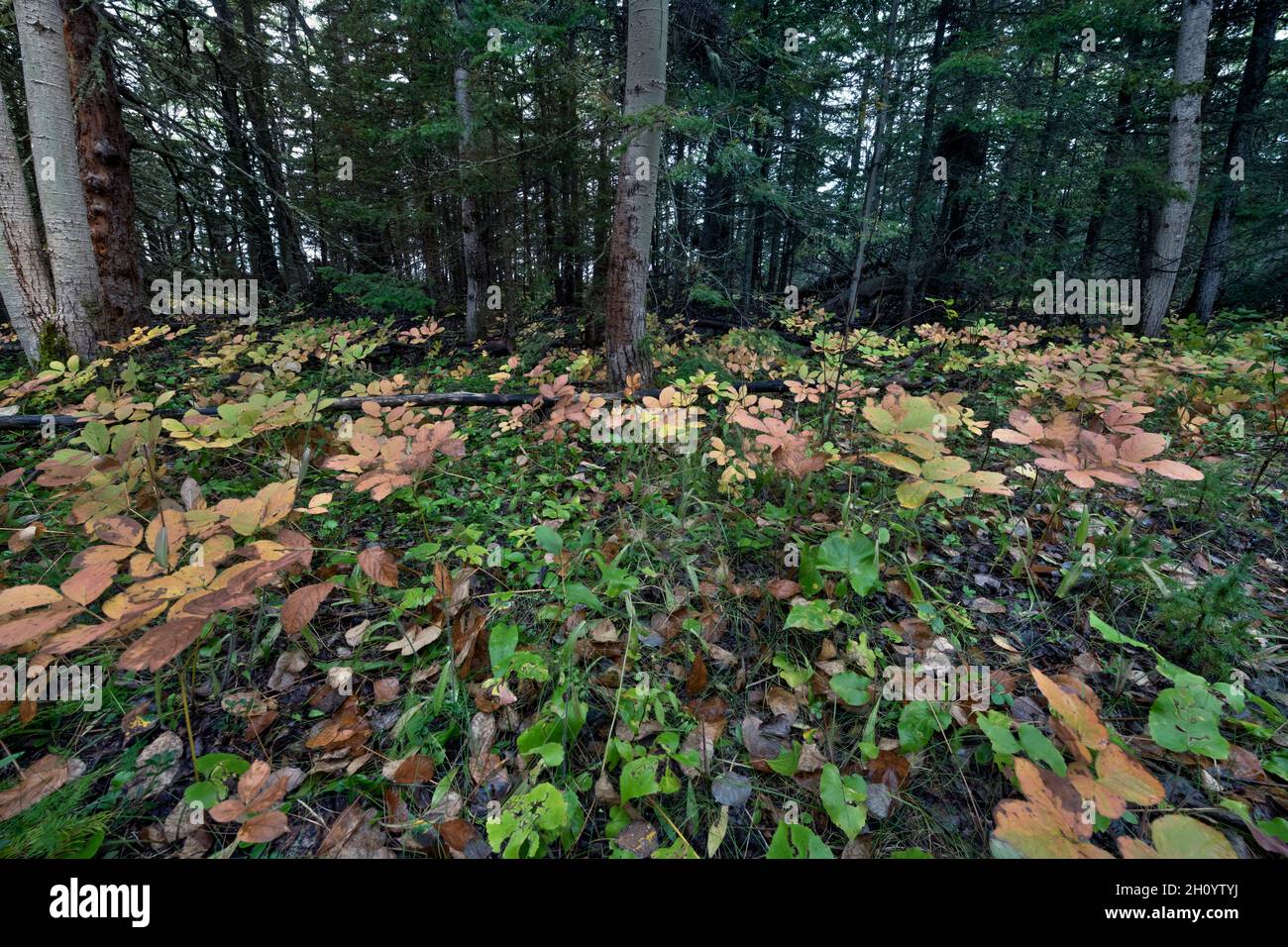 Maples forest canada hi-res stock photography and images - Alamy
