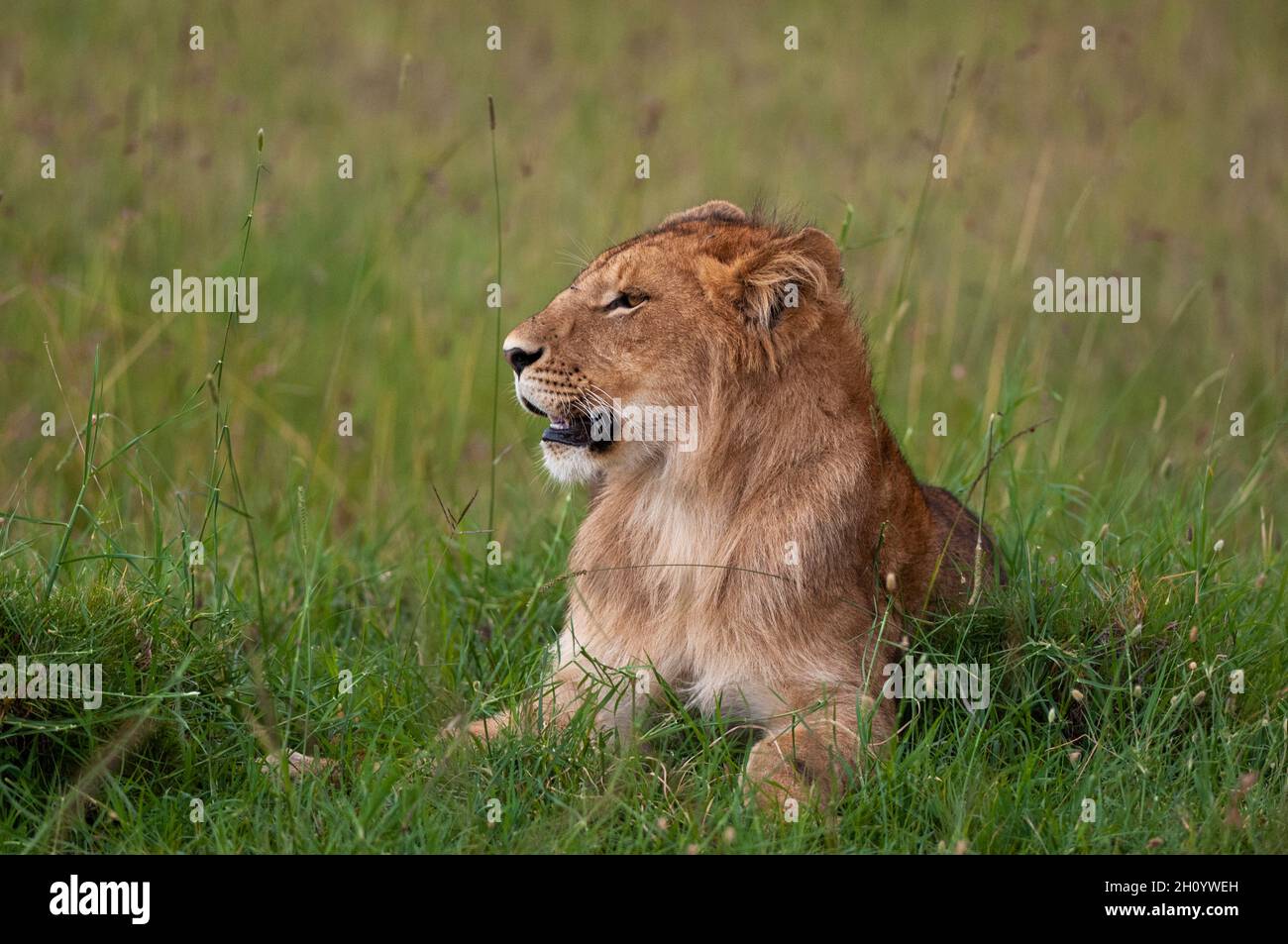 Portrait of an alert young lion, Panthera leo, resting in the grass ...