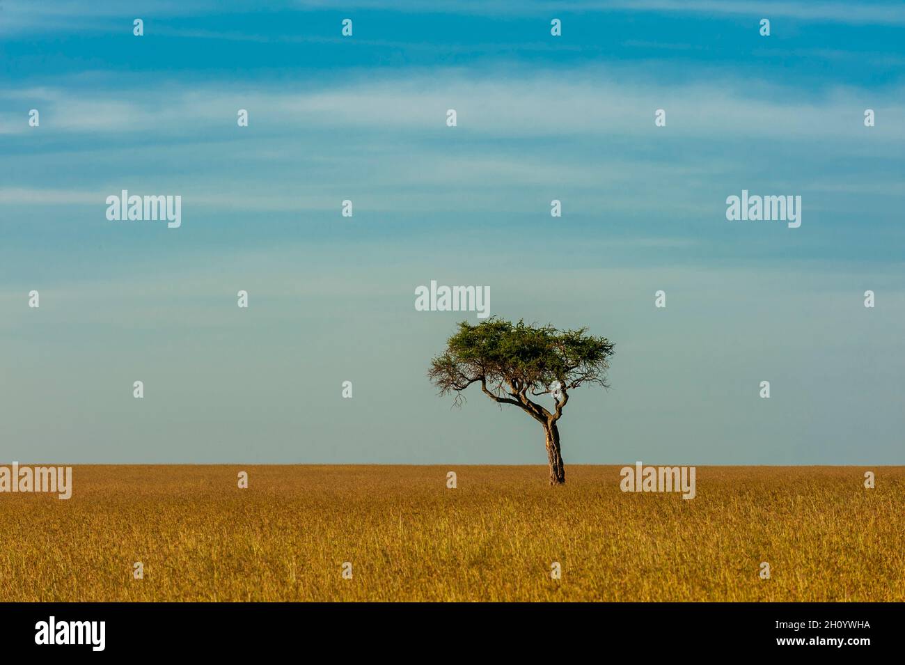 A single Acacia tree in a Masai Mara savanna. Masai Mara National ...