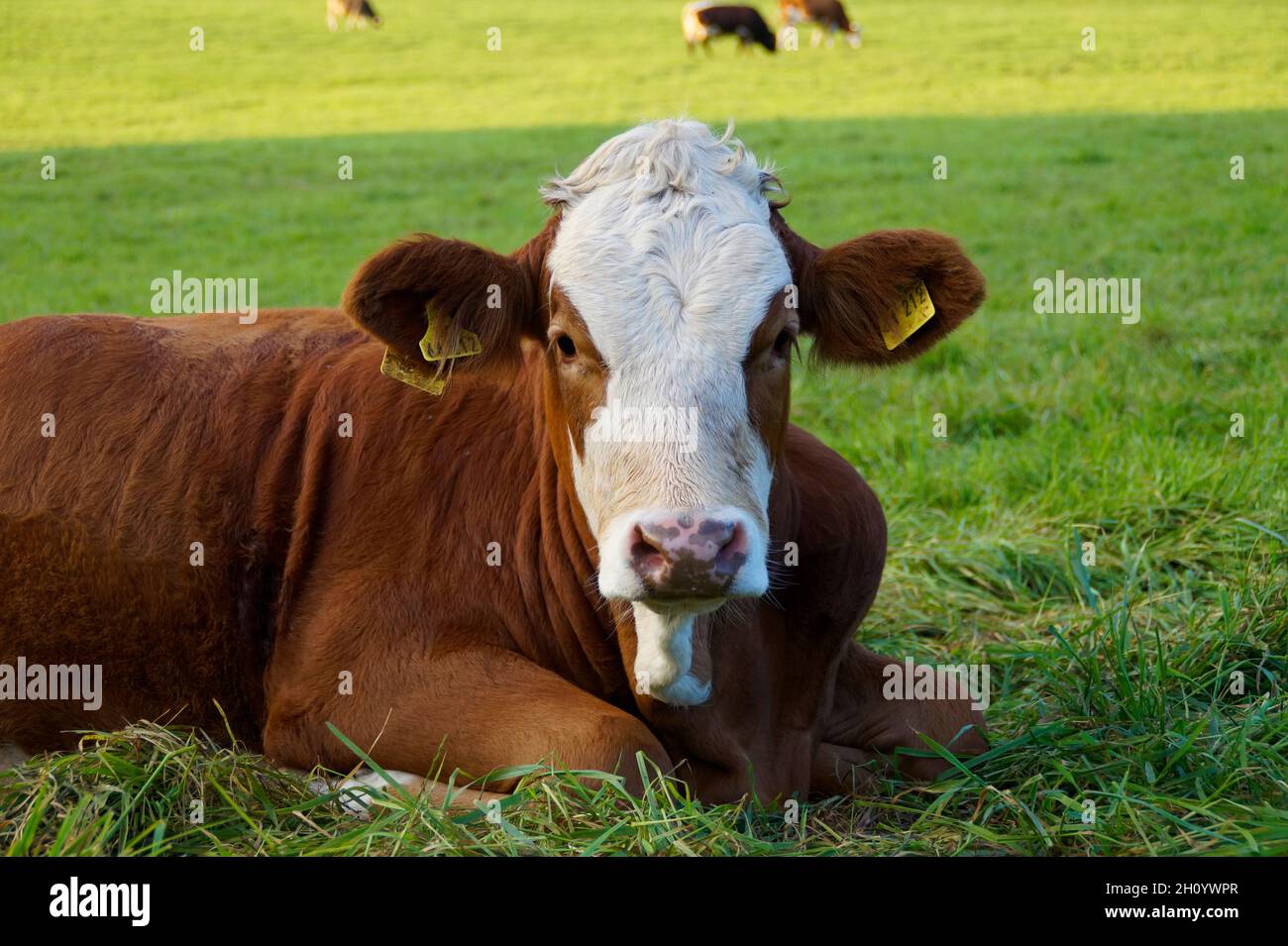 a beautiful calf resting on the green meadow in the german village ...