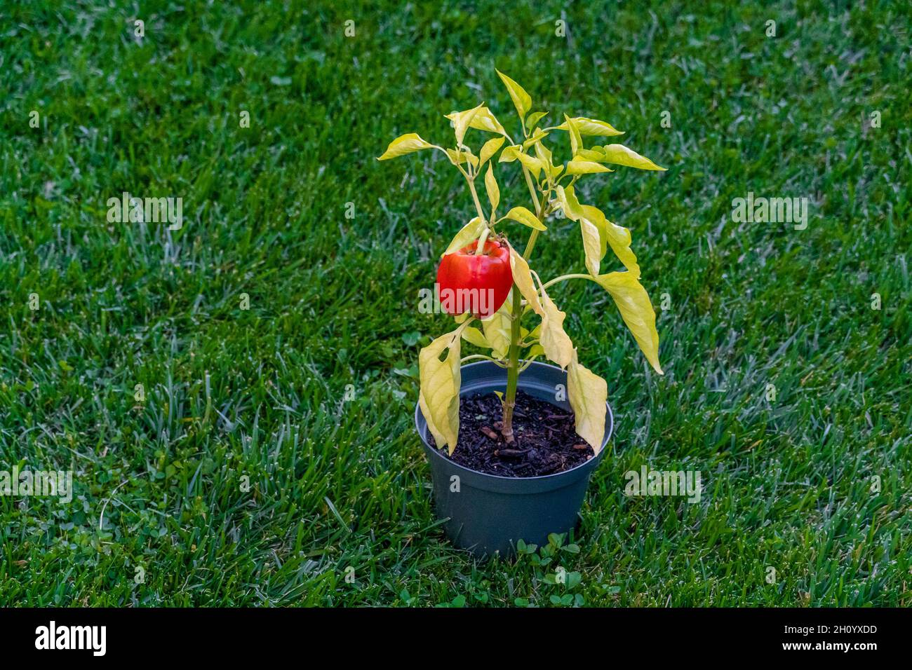Bell pepper flower hi-res stock photography and images - Alamy