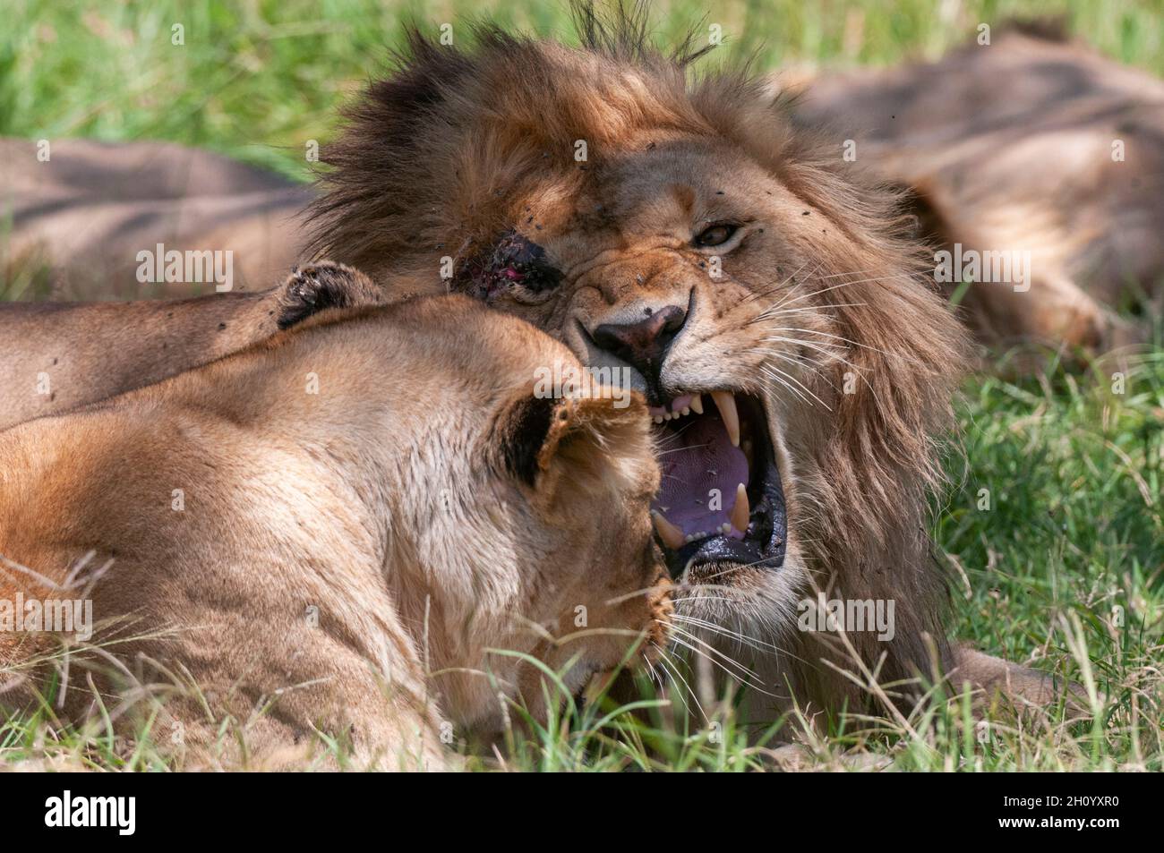 A lion, Panthera leo, named Scarface, resting with a lioness. Masai Mara National Reserve, Kenya ...