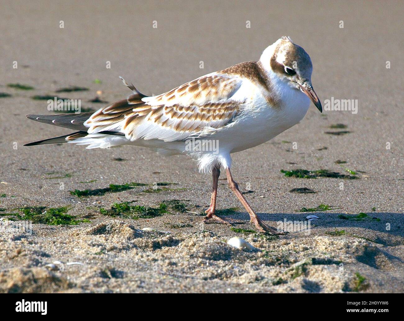 Female turnstone hi-res stock photography and images - Alamy