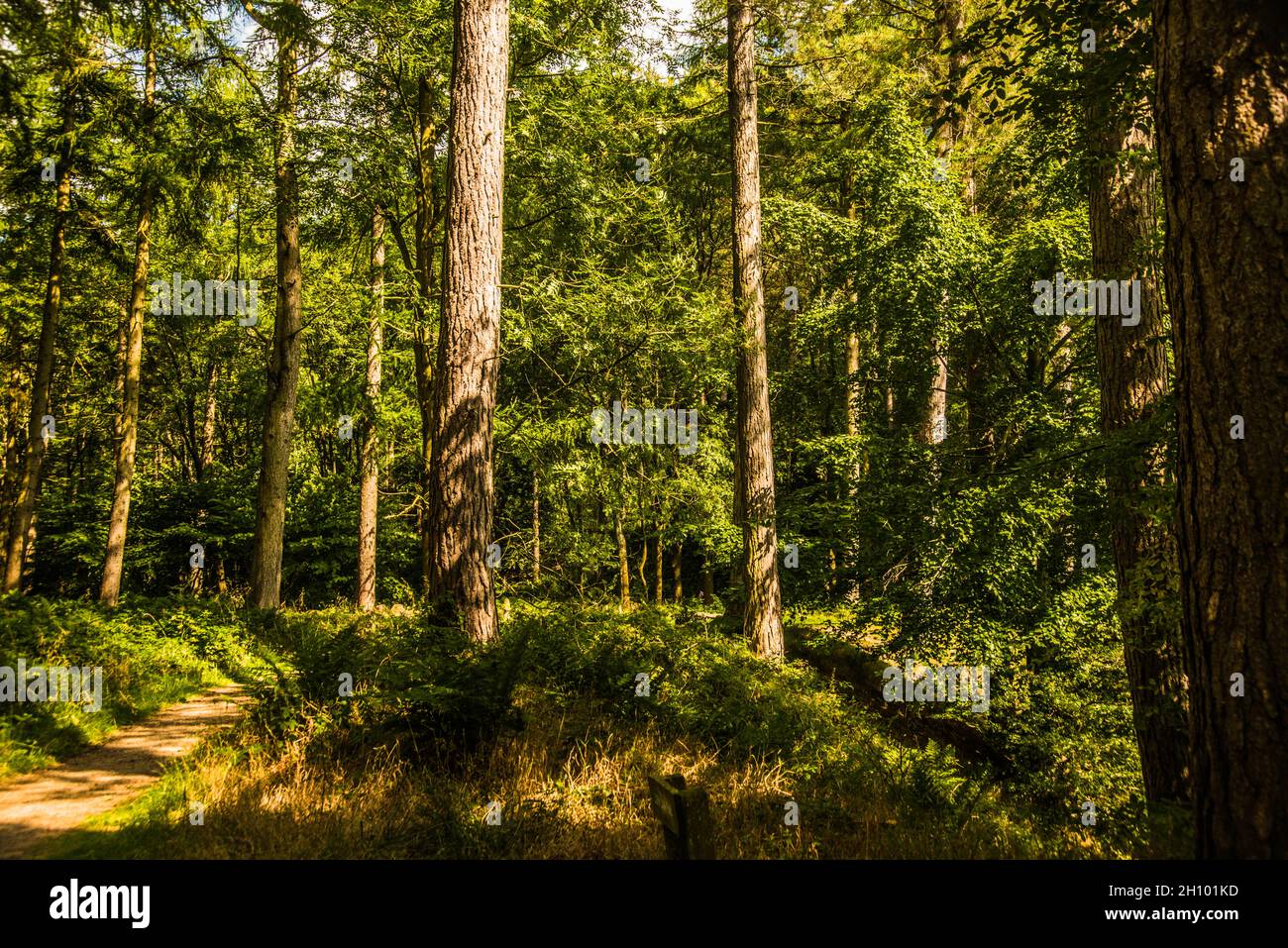 Dark woods hi-res stock photography and images - Alamy