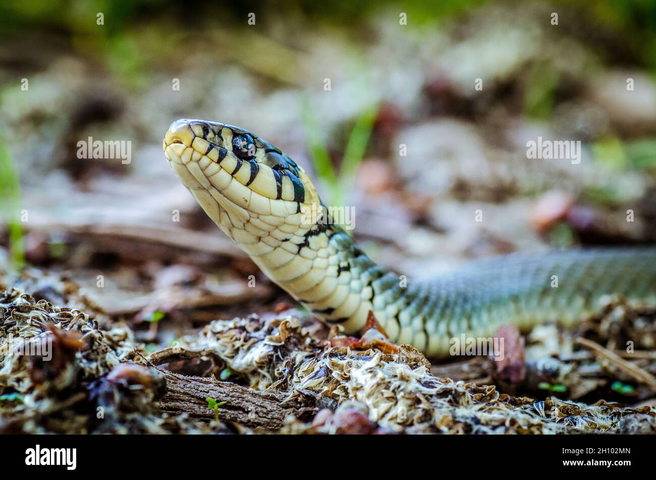 Snake landscapes hi-res stock photography and images - Alamy
