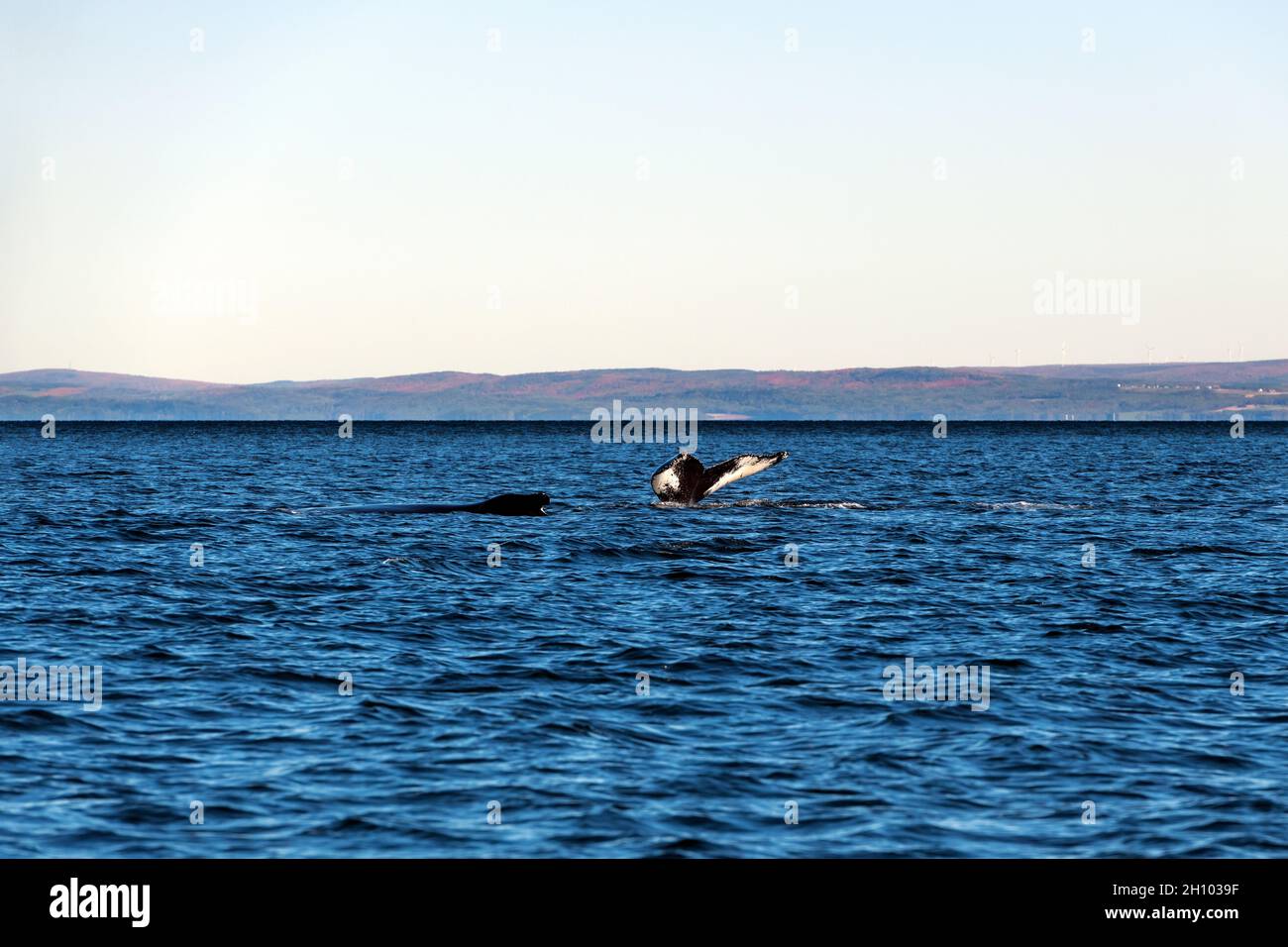 St laurence gulf hi-res stock photography and images - Alamy