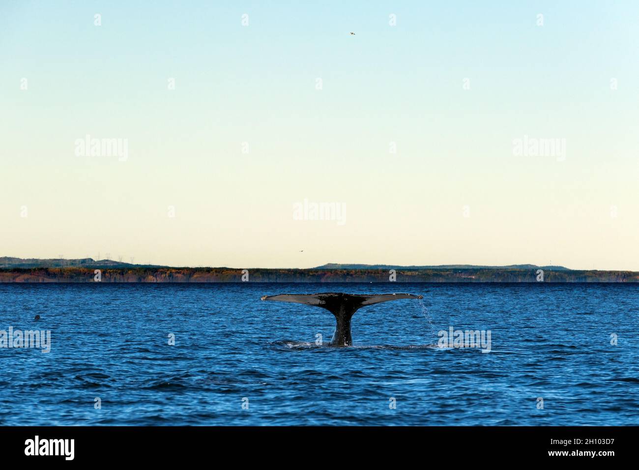 Canada, Quebec, St, Laurence gulf, Whale Stock Photo - Alamy