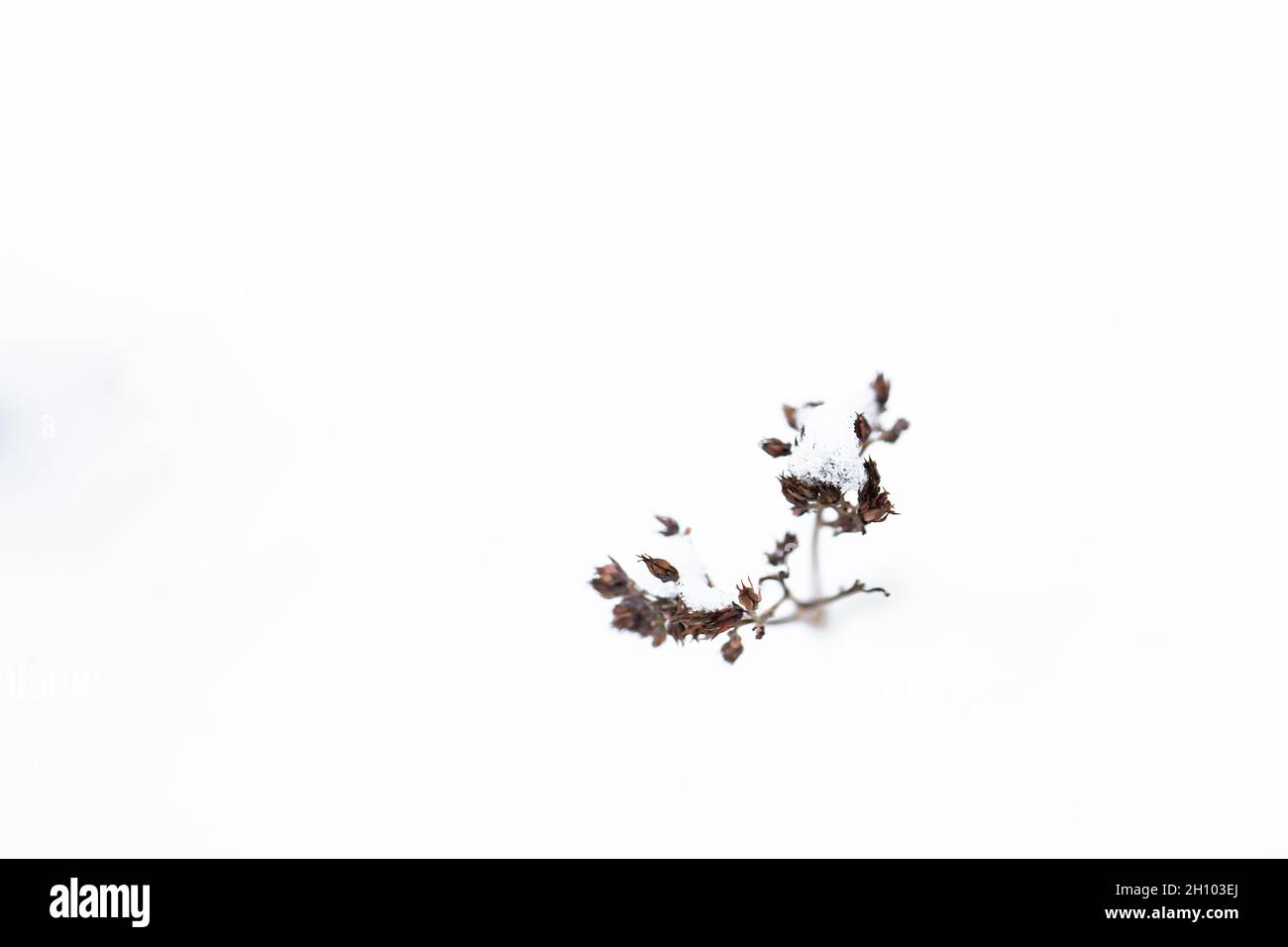 Frosting nature hi-res stock photography and images - Alamy