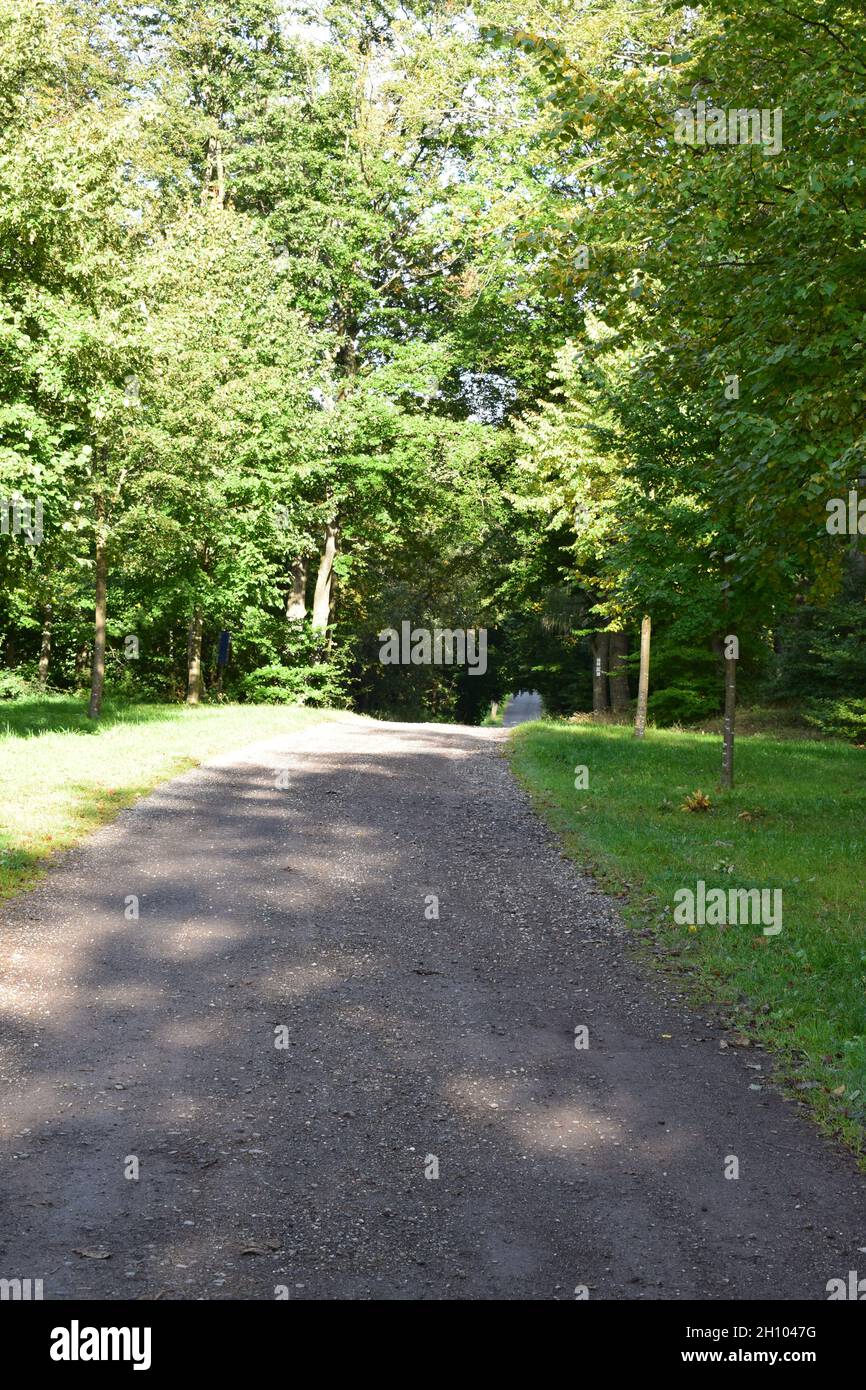 small dirt road in the forest Stock Photo - Alamy