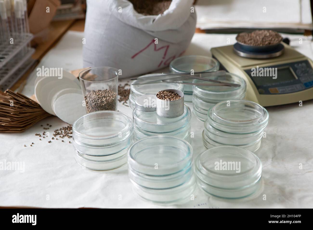 Laboratory experiments with hemp sativa Stock Photo - Alamy