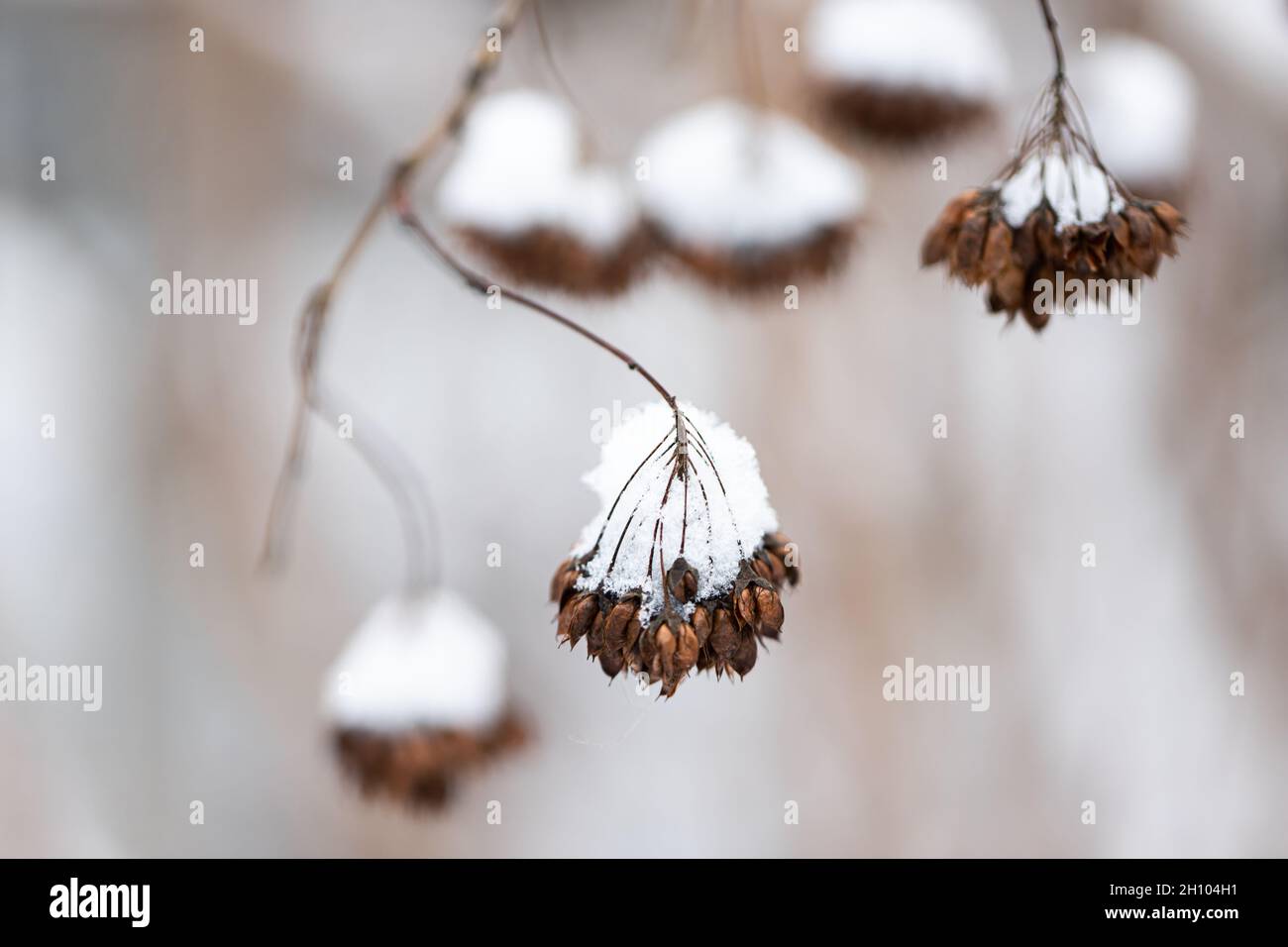 Frosting nature hi-res stock photography and images - Alamy