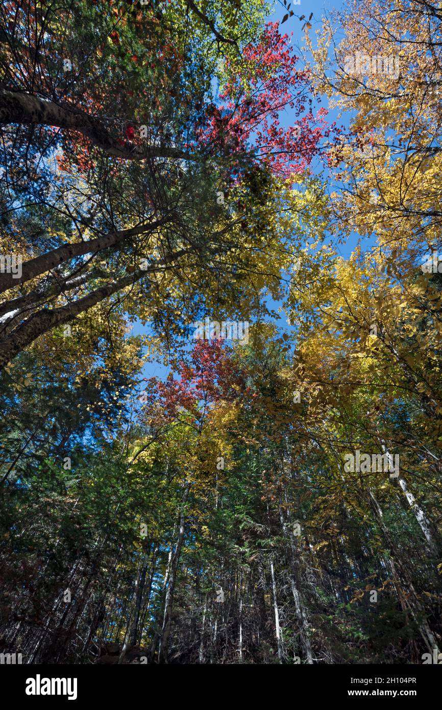 Canada quebec trees hi-res stock photography and images - Alamy