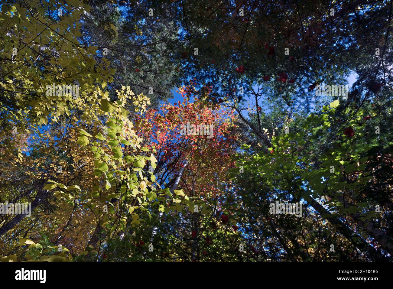 Canada, Quebec, Jacques Cartier NP, trees Stock Photo - Alamy