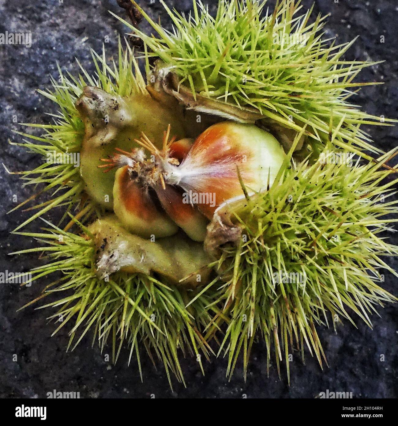 Conker chestnut hi-res stock photography and images - Alamy