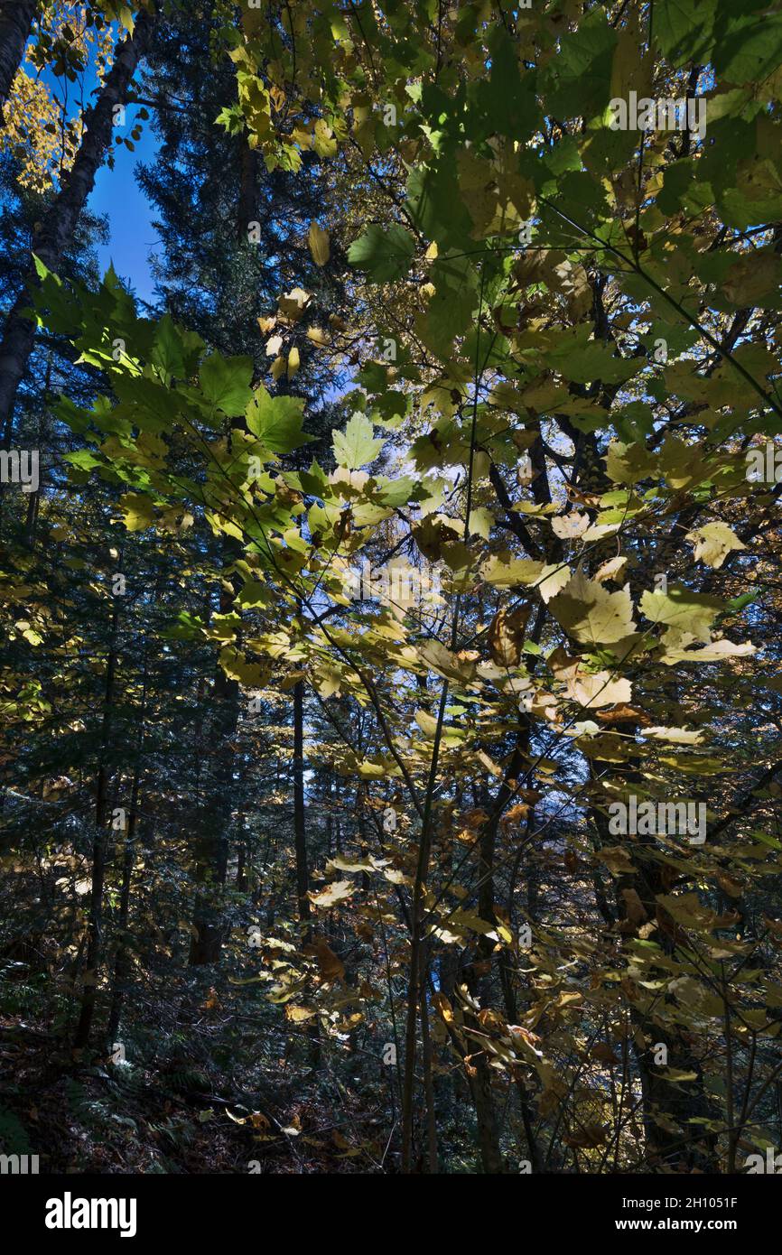 Canada quebec trees hi-res stock photography and images - Alamy