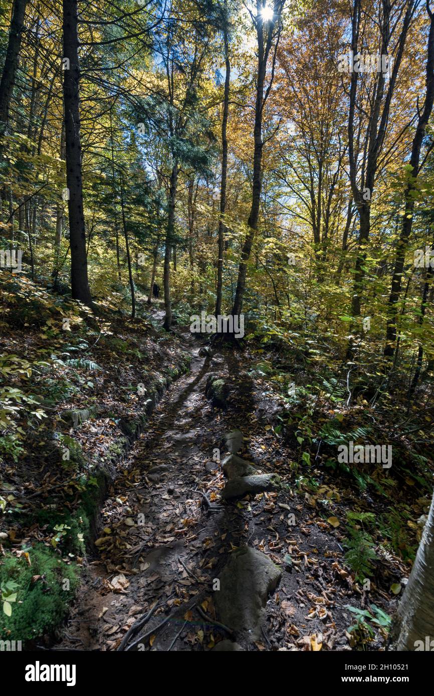 Canada quebec trees hi-res stock photography and images - Alamy