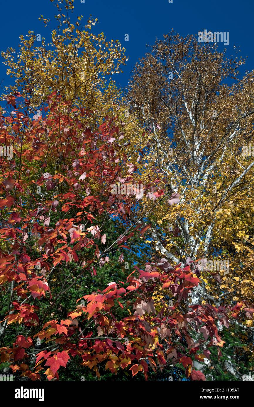 Canada quebec forest trees hi-res stock photography and images - Alamy