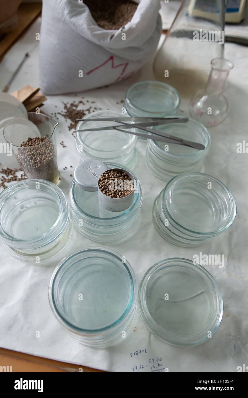 Laboratory experiments with hemp sativa Stock Photo - Alamy