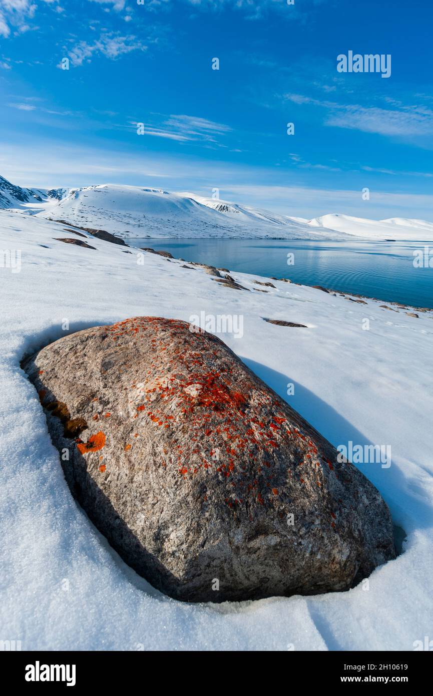 Lichen grows on a beach rock on Bockfjorden's shoreline. Bockfjorden ...
