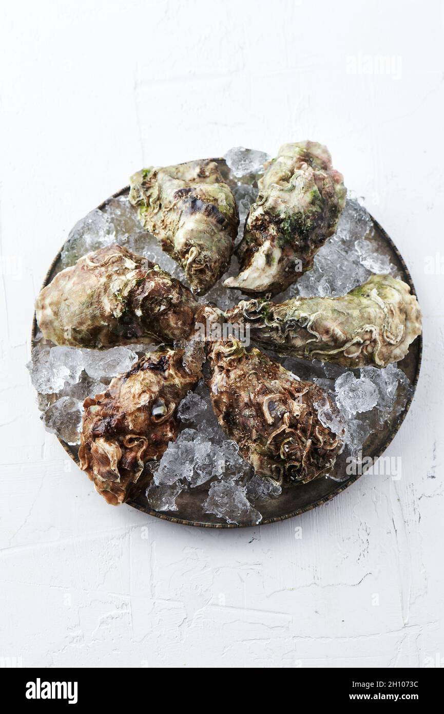 Oyster on a white background Stock Photo - Alamy
