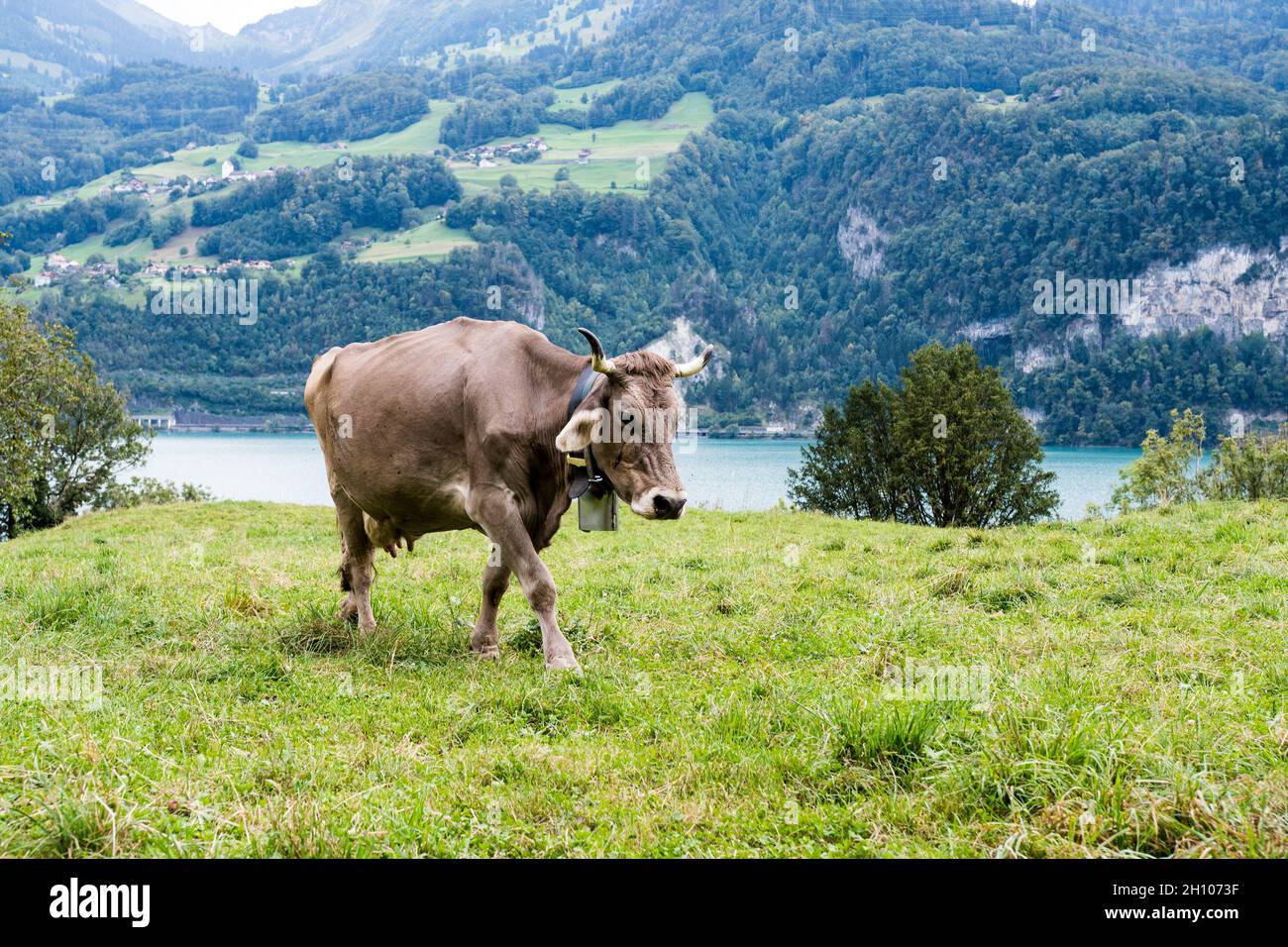 cow in the Swiss alps Stock Photo - Alamy