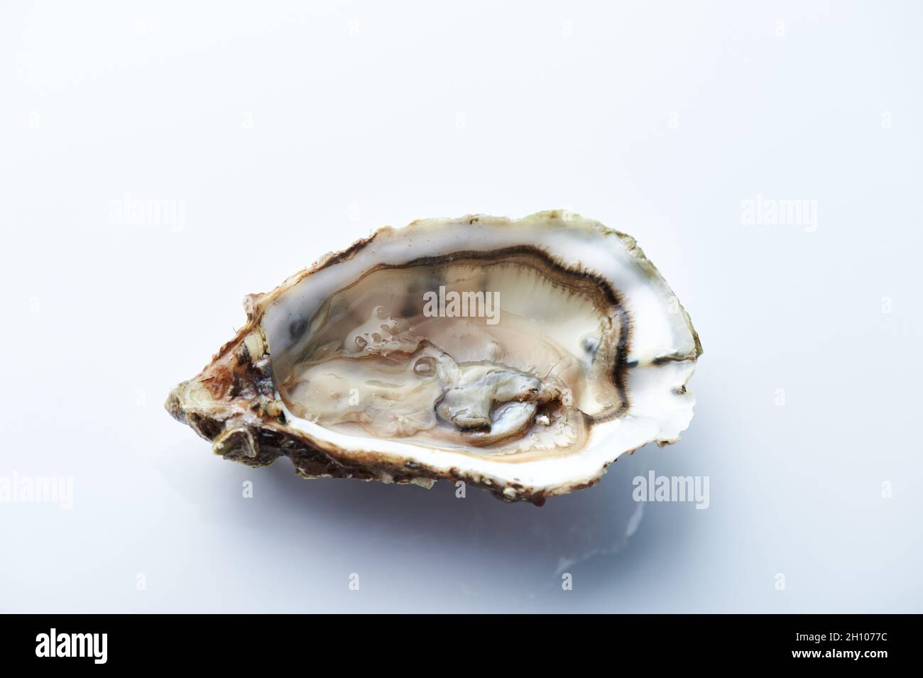 Oyster on a white background Stock Photo - Alamy