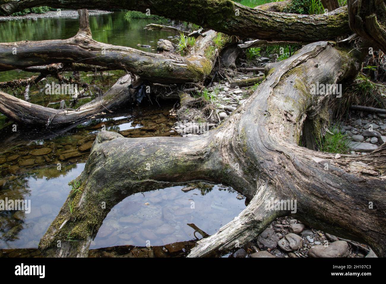 Fallen trees by the river hi-res stock photography and images - Alamy