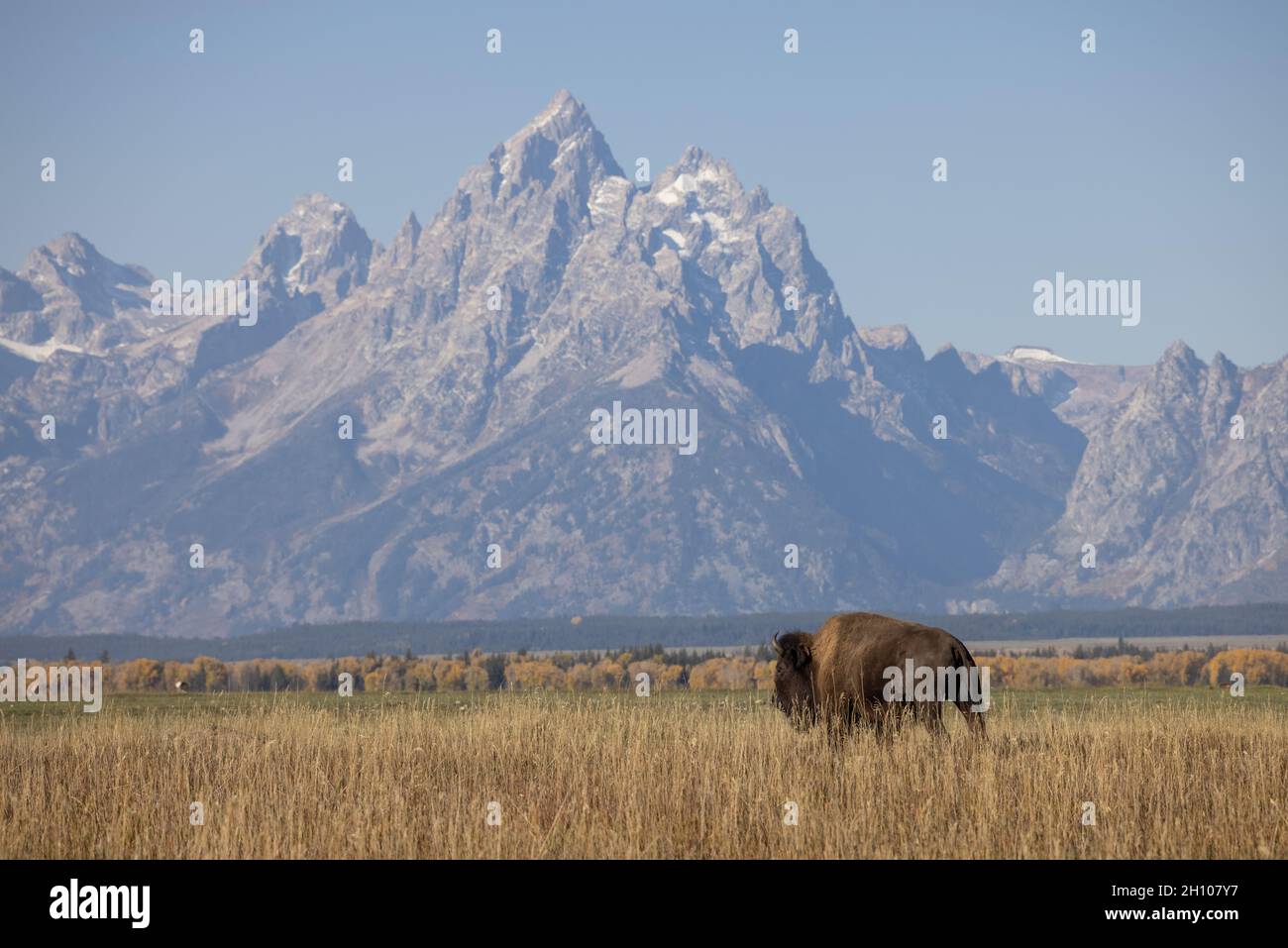 Bison Bull in Grand Teton National Park Wyoming in Fall Stock Photo - Alamy