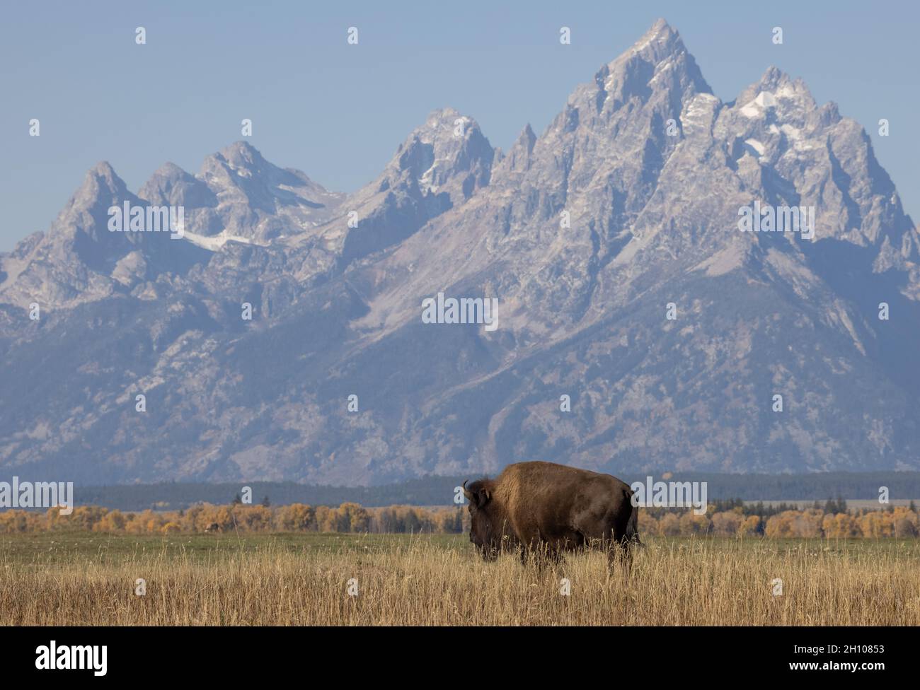 Bison Bull in Grand Teton National Park Wyoming in Fall Stock Photo - Alamy