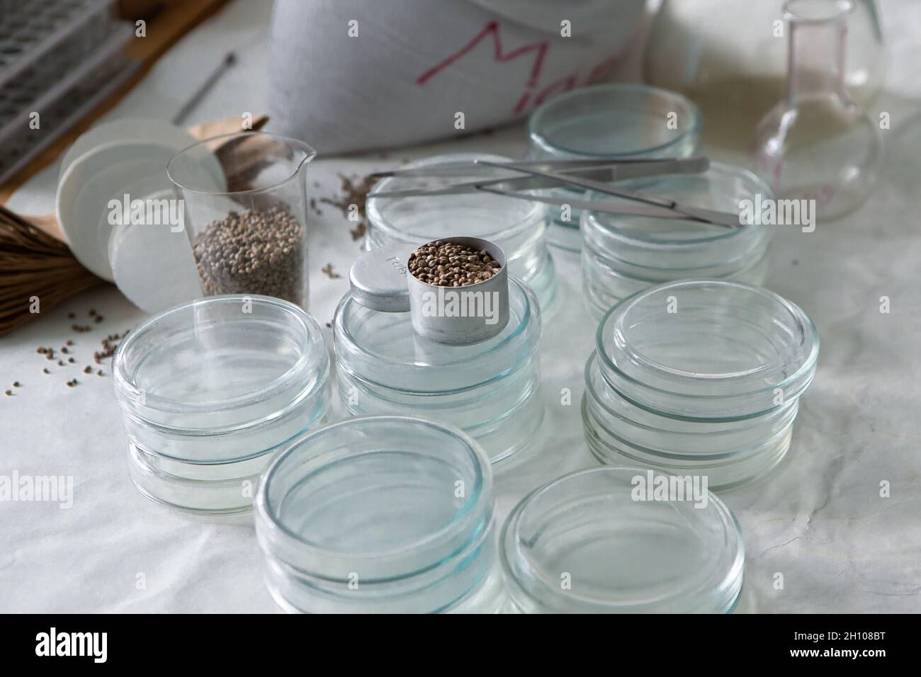 Laboratory experiments with hemp sativa Stock Photo - Alamy