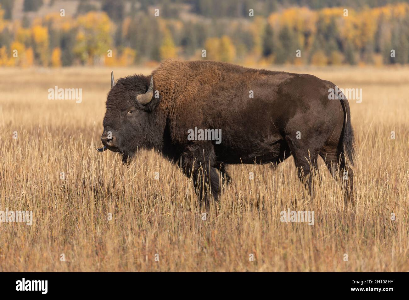 Bison Bull in Grand Teton National Park Wyoming in Fall Stock Photo - Alamy