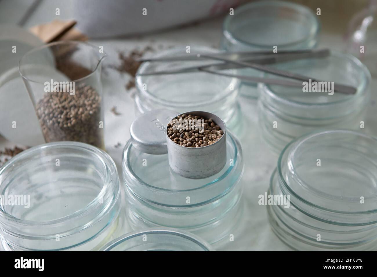 Laboratory experiments with hemp sativa Stock Photo - Alamy
