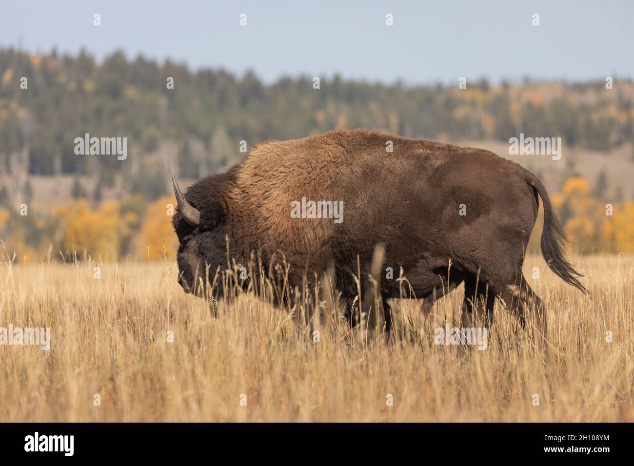 Bison Bull in Grand Teton National Park Wyoming in Fall Stock Photo - Alamy
