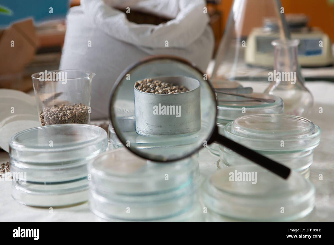 Laboratory experiments with hemp sativa Stock Photo - Alamy