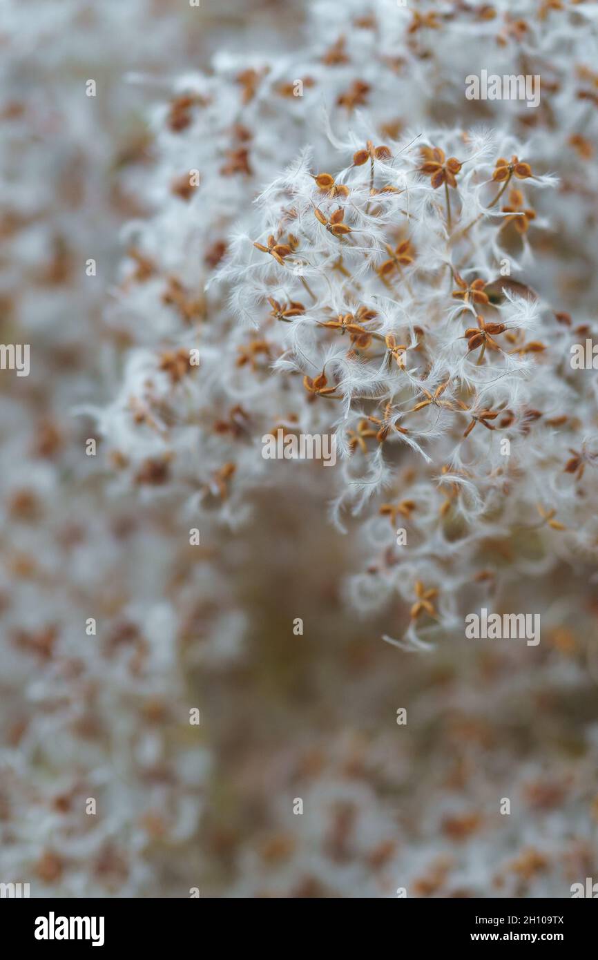 Leaf like appendages hi-res stock photography and images - Alamy