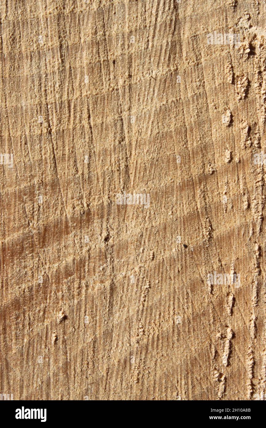 Light wood backgrounds hi-res stock photography and images - Alamy