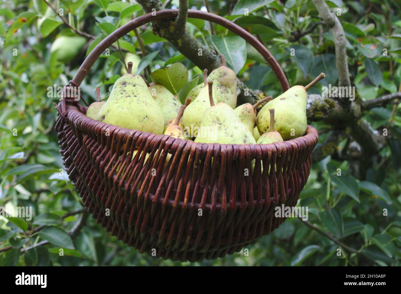 Pear tree baskets hi-res stock photography and images - Alamy