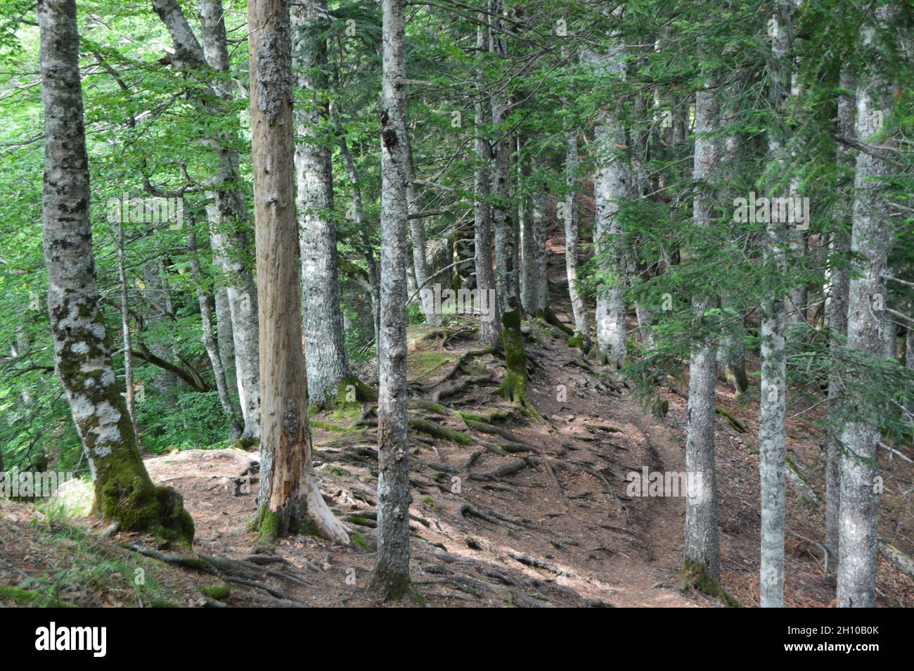 Rainforest and waterfall Perucica, Bosnia and Herzegovina Stock Photo ...