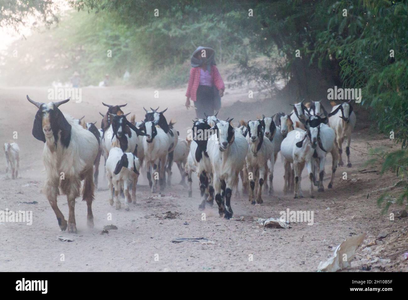 Indian cow herder hi-res stock photography and images - Alamy