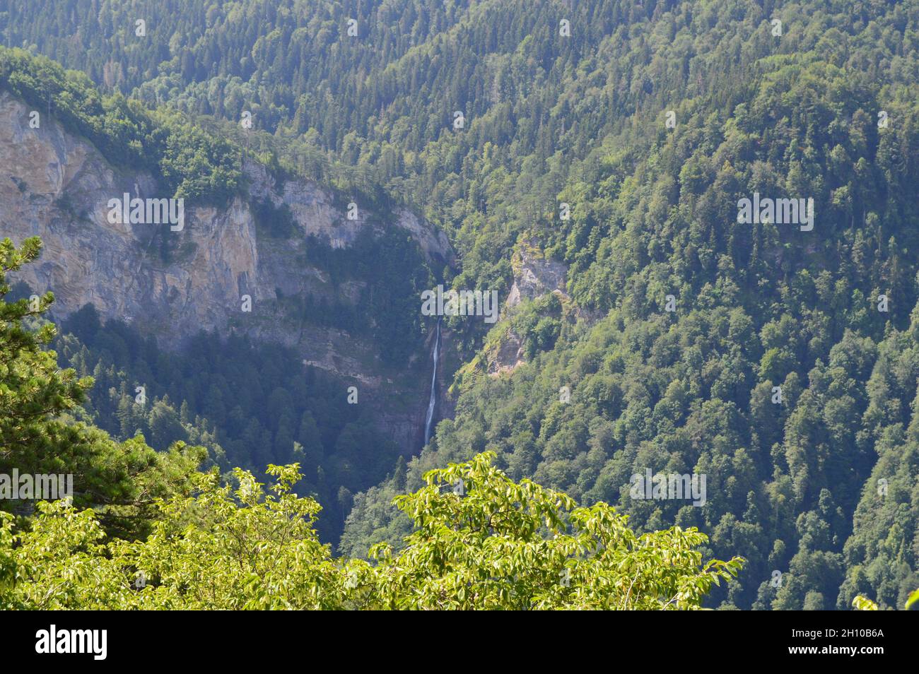 Perucica rainforest hi-res stock photography and images - Alamy