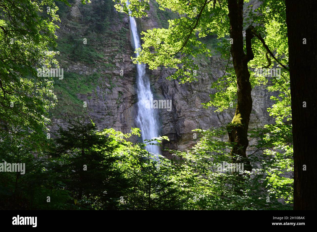 Perucica rainforest hi-res stock photography and images - Alamy
