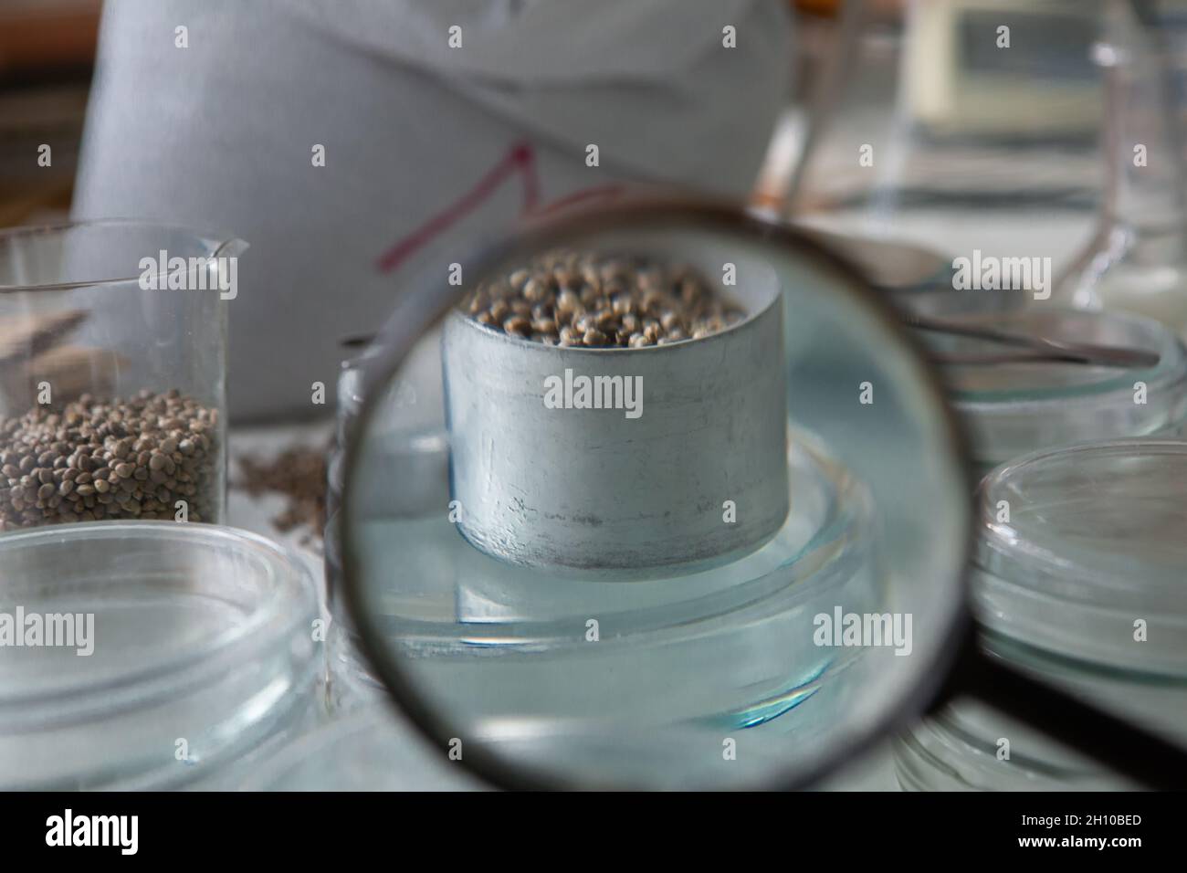 Laboratory experiments with hemp sativa Stock Photo - Alamy