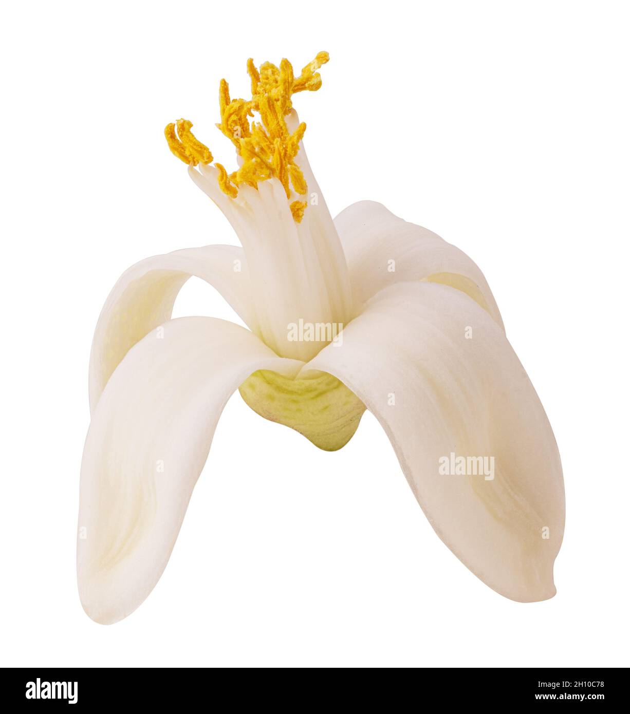 Fresh lemon flower isolated on white background. Clipping Path. Full ...