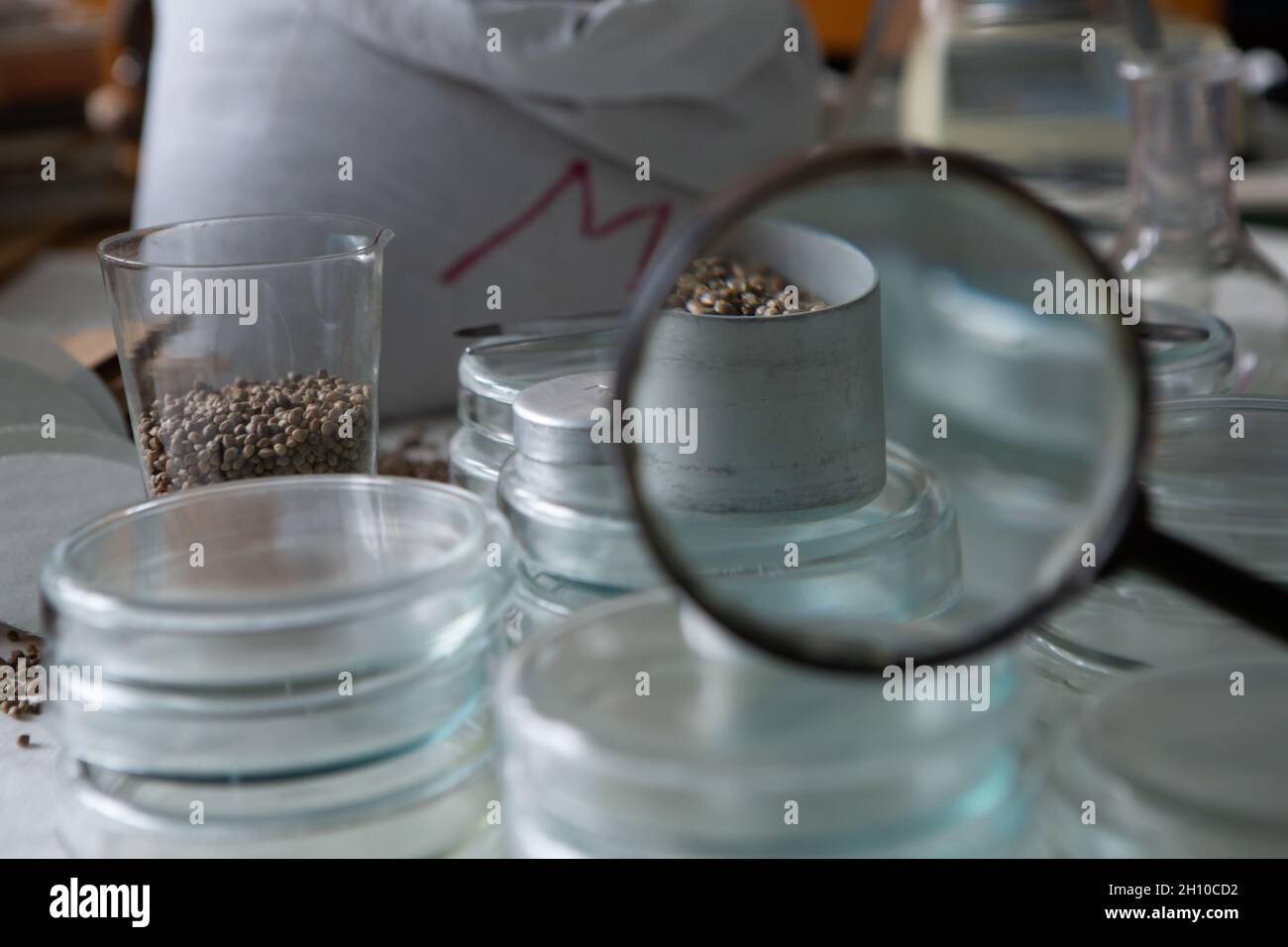 Laboratory experiments with hemp sativa Stock Photo - Alamy