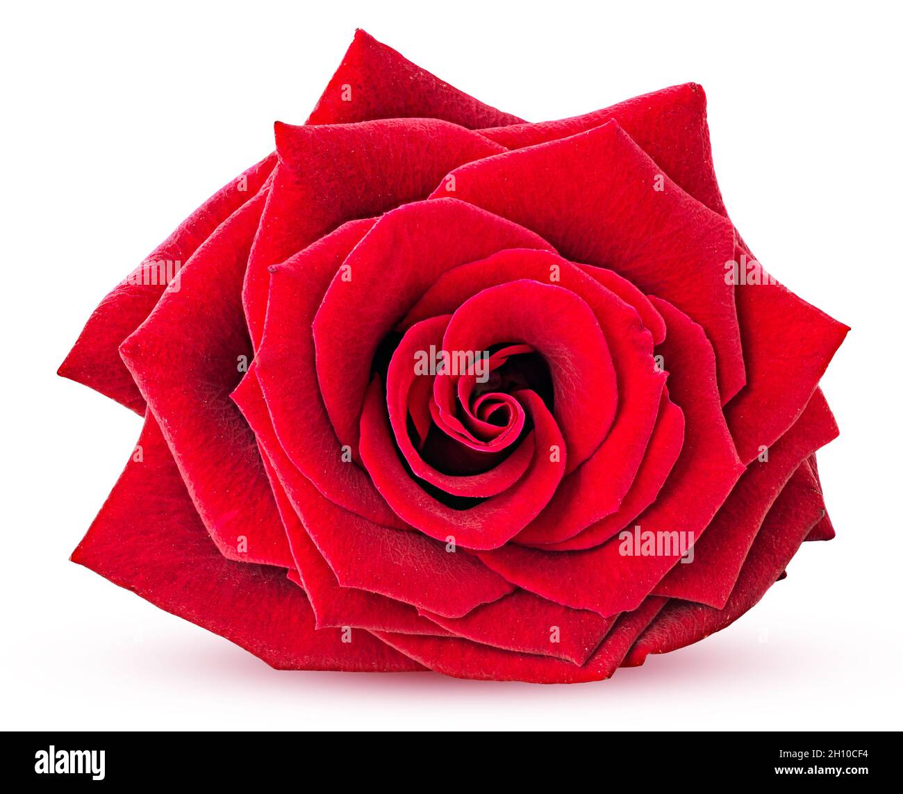 Flower red rose head isolated on white background. Clipping Path. Full ...